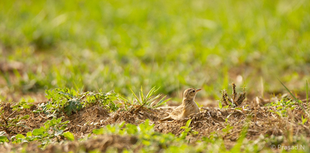 Paddyfield Pipit Studies - PrasadNatarajan
